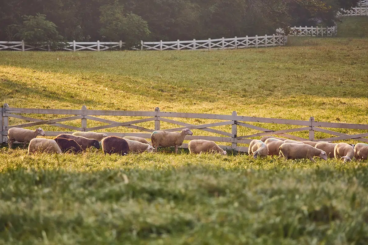 How Blackberry Farm's Mary Celeste Beall Entertains Outdoors – Frederic ...